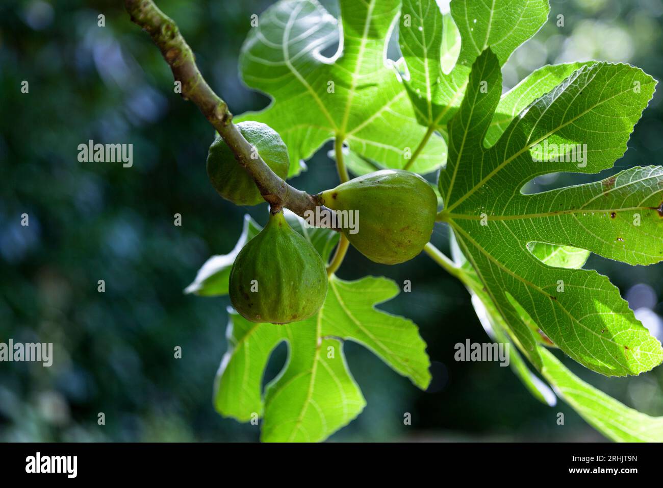 Figs hanging on fig tree hi-res stock photography and images - Alamy