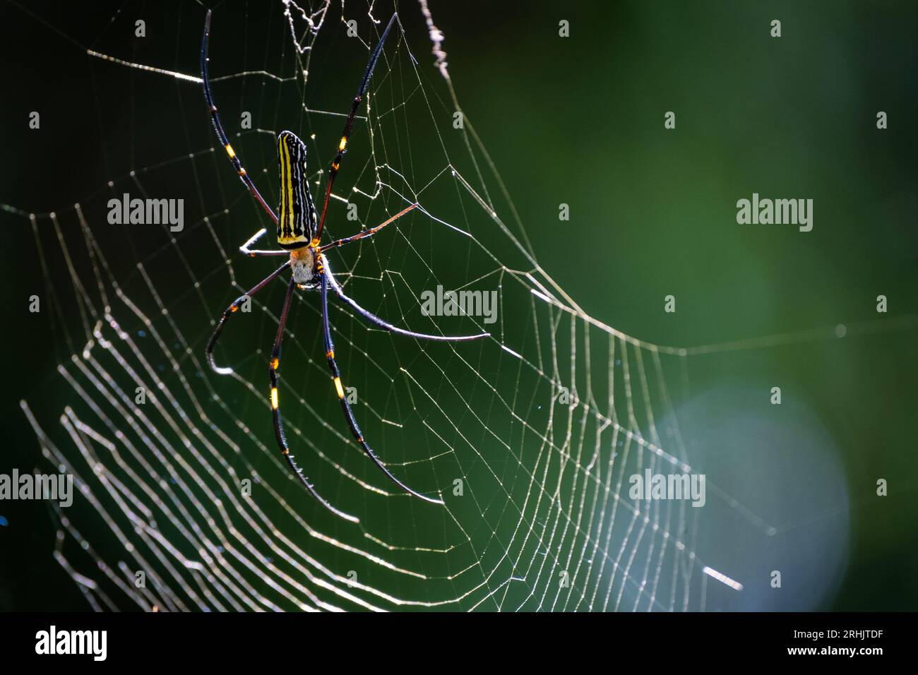 Animal, Davao, Philippines Stock Photo - Alamy