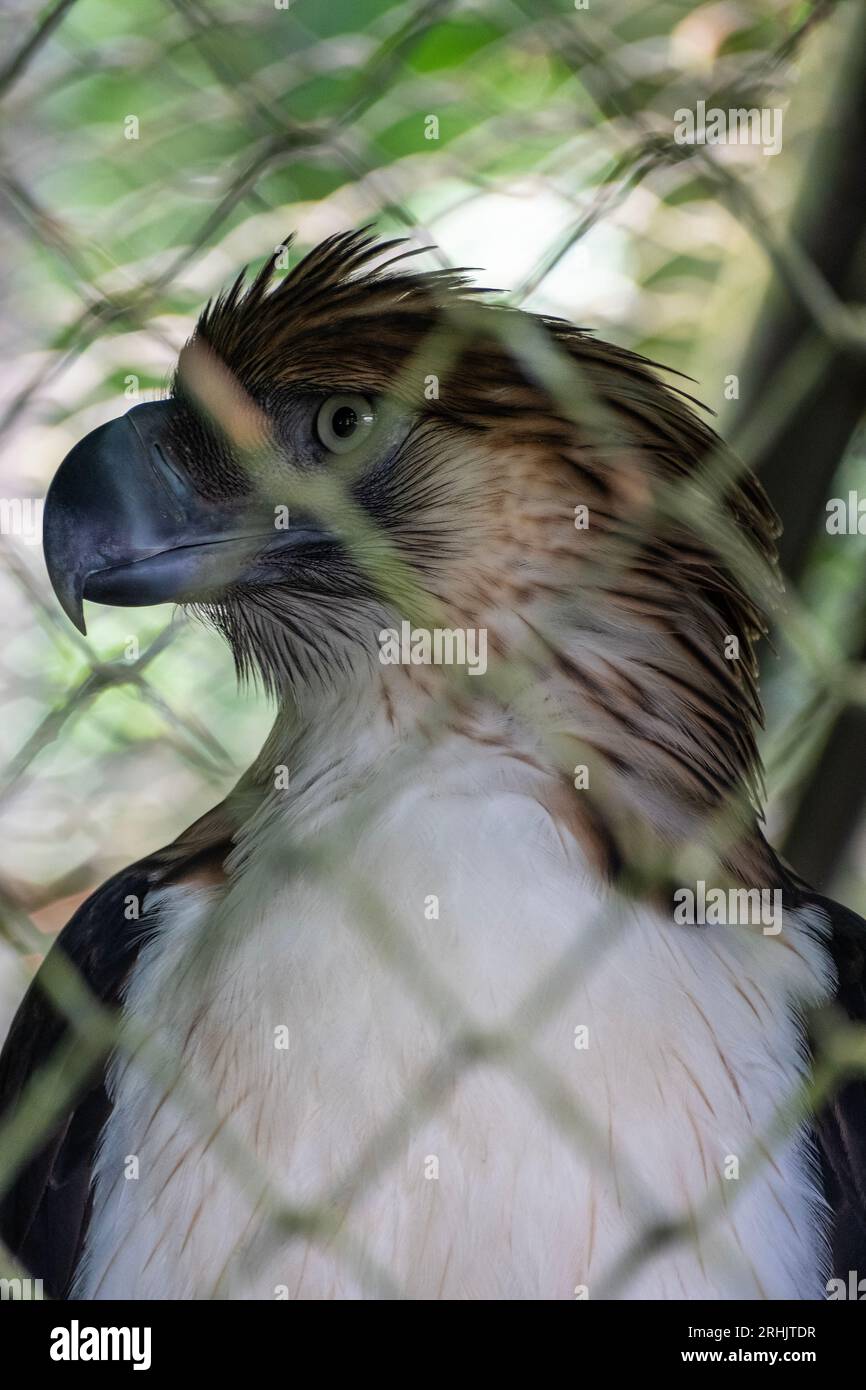 Animal, Davao, Philippines Stock Photo - Alamy