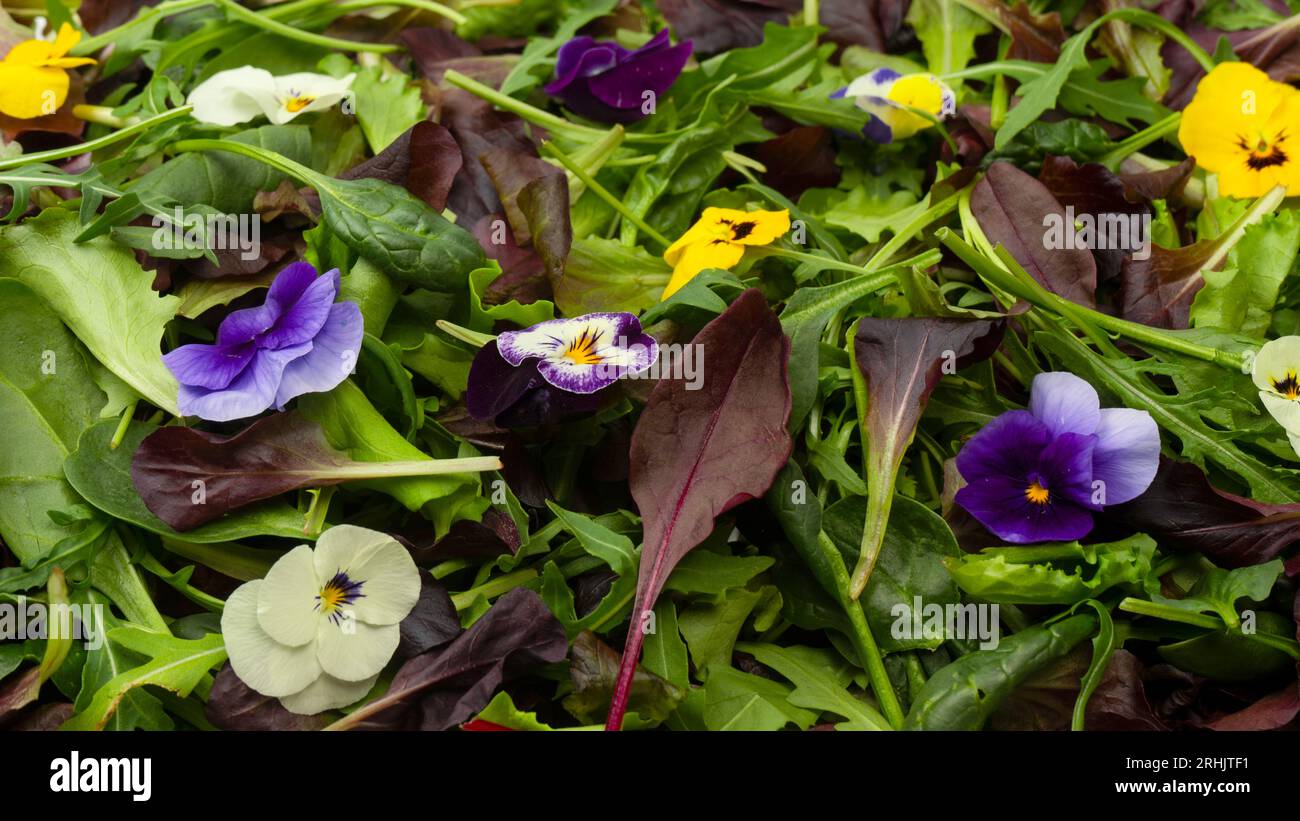 Fresh mix of salads with edible flowers Stock Photo - Alamy