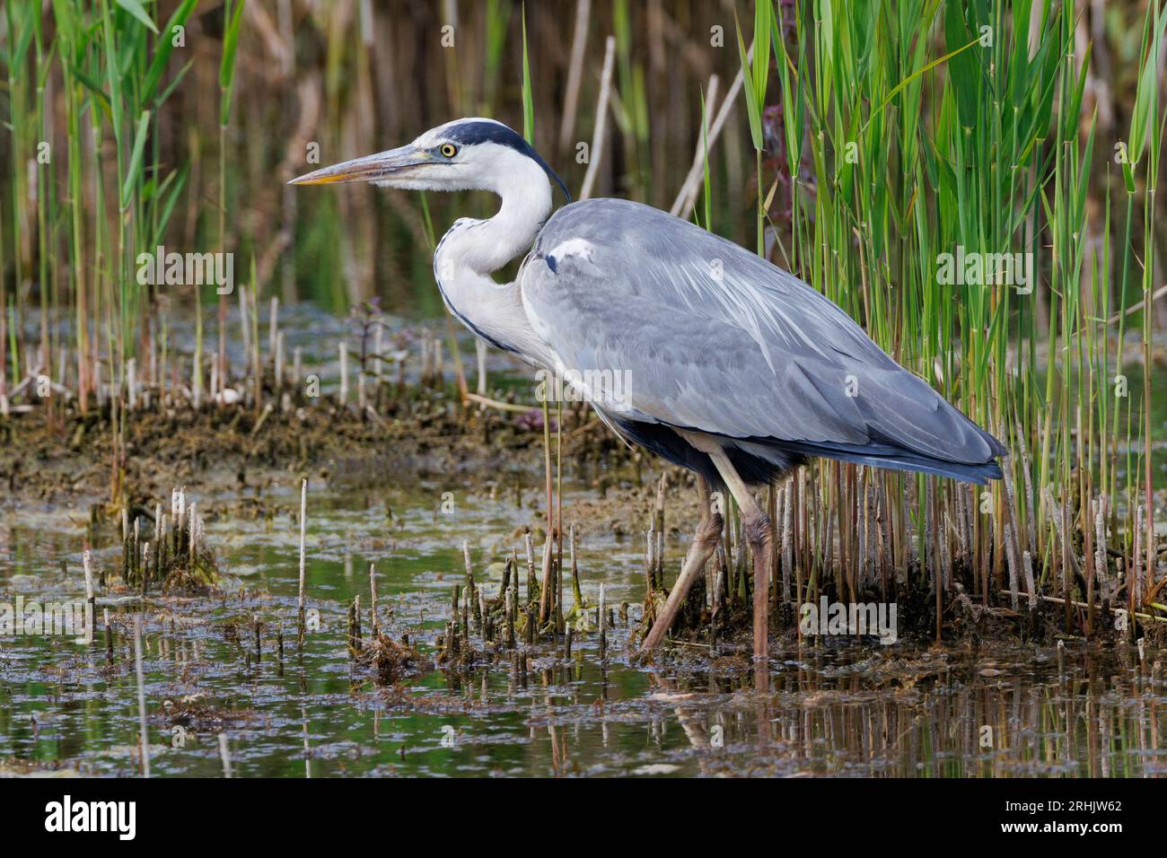 A Grey Heron, hunting in the wetlands at RSPB Lakenheath in Suffolk ...