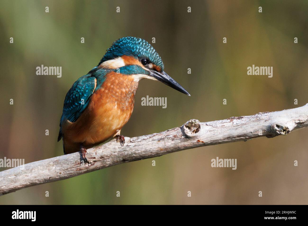 A Kingfisher hunting and fishing on the wetlands of RSPB Lakenheath in ...