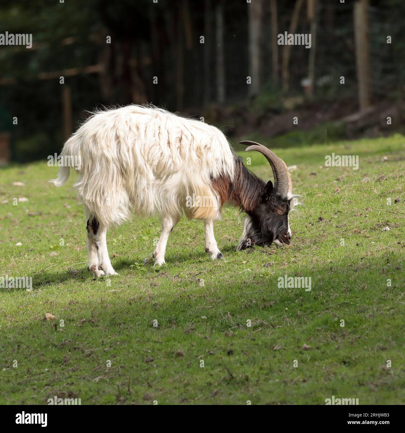 A white goat with a black head and large horns, eating the grass Stock ...