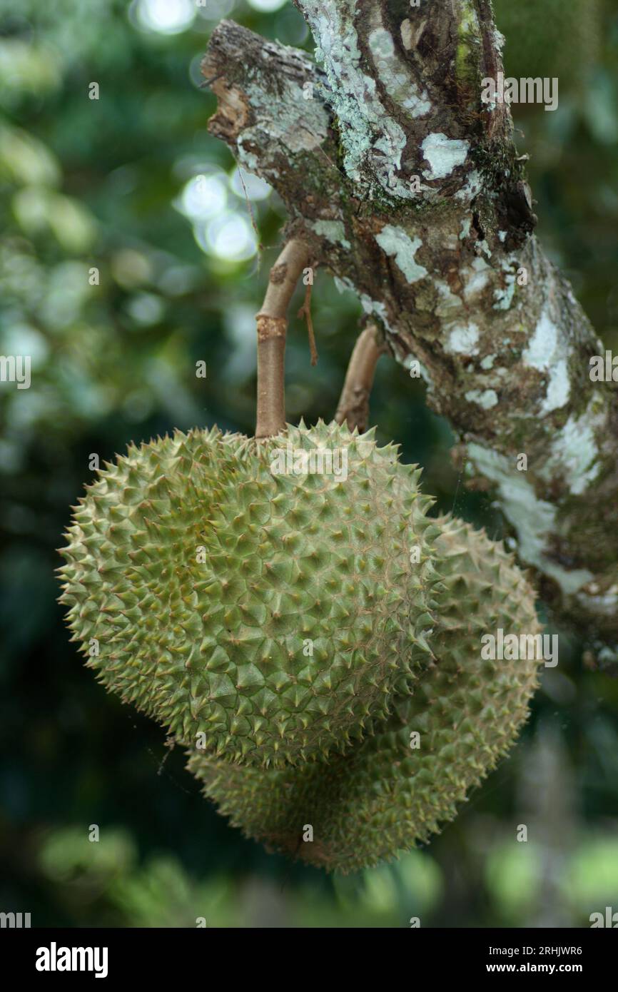 Close up durians hi-res stock photography and images - Alamy