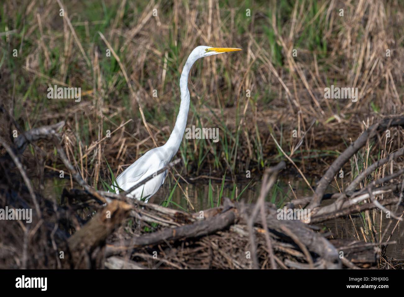 This beautiful Great Egret was photographed while it foraged in a Texas ...