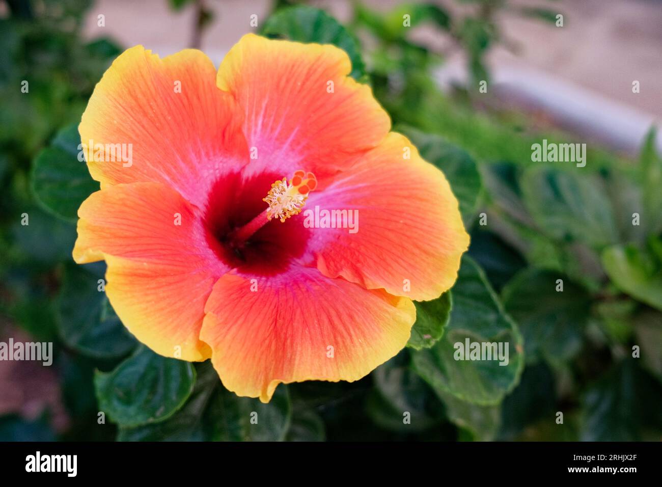 Vibrant Petals: The close-up view of one hibiscus flower showcases its ...