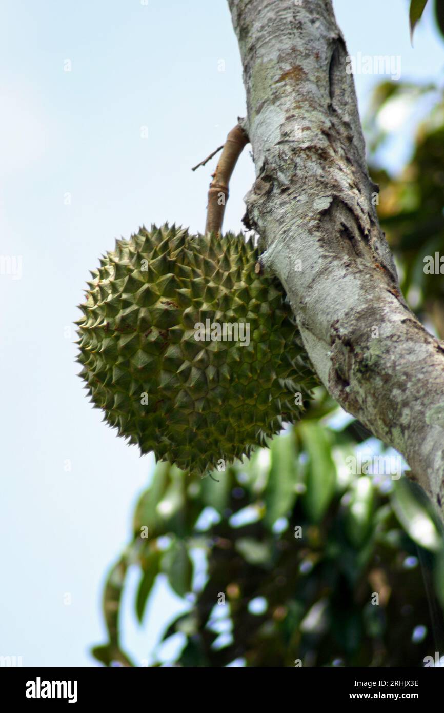 Thailand durian tree hi-res stock photography and images - Alamy