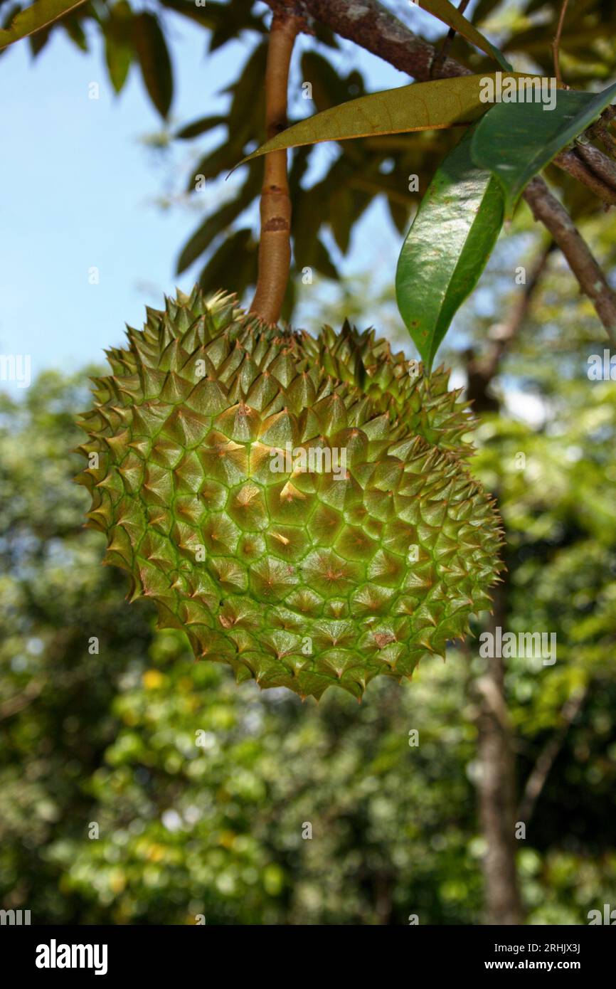 Ripe durian hanging on tree hi-res stock photography and images - Alamy