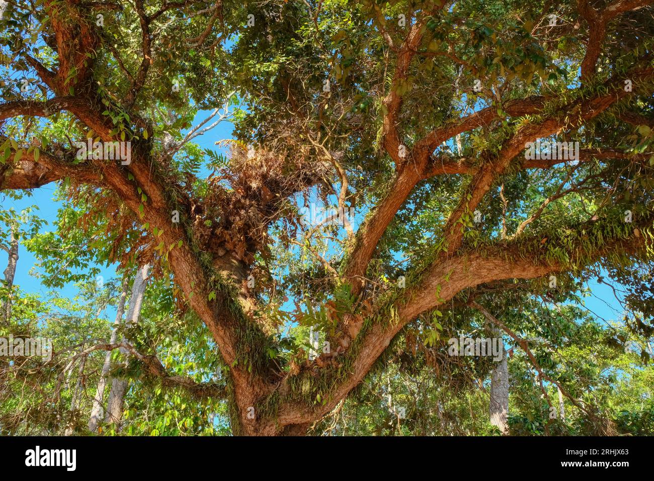 Image showcasing thickly intertwined branches of a tropical tree ...