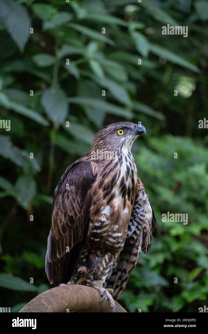 Philippine Hawk Eagle