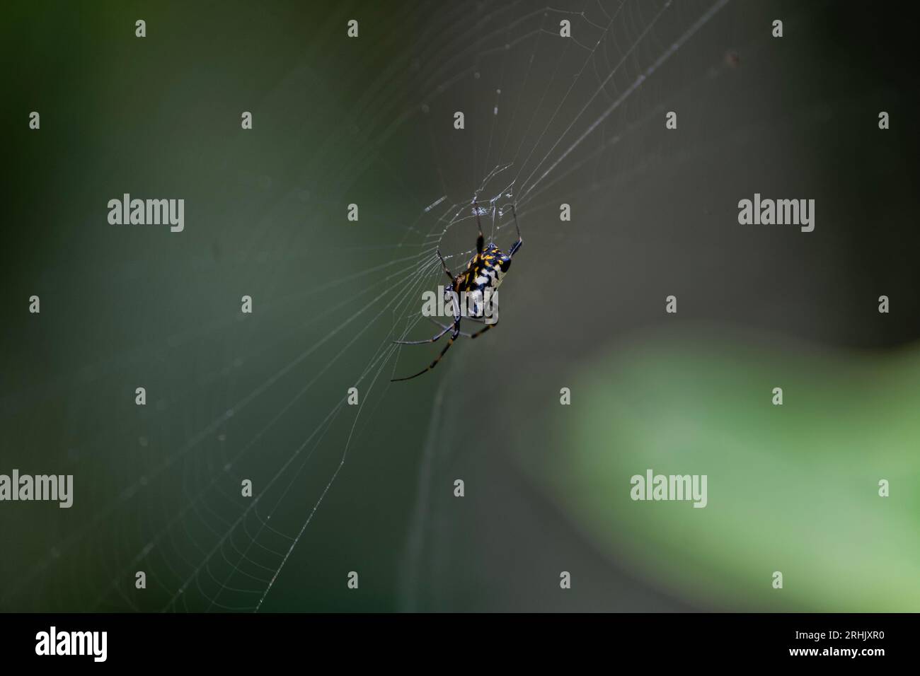 Animal, Davao, Philippines Stock Photo - Alamy