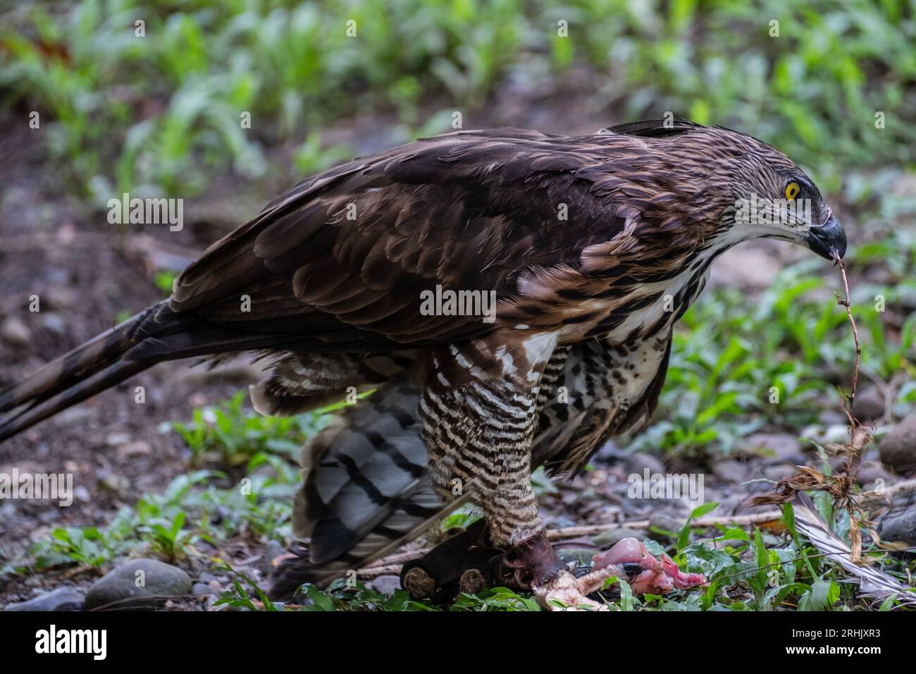 Animal, Davao, Philippines Stock Photo - Alamy