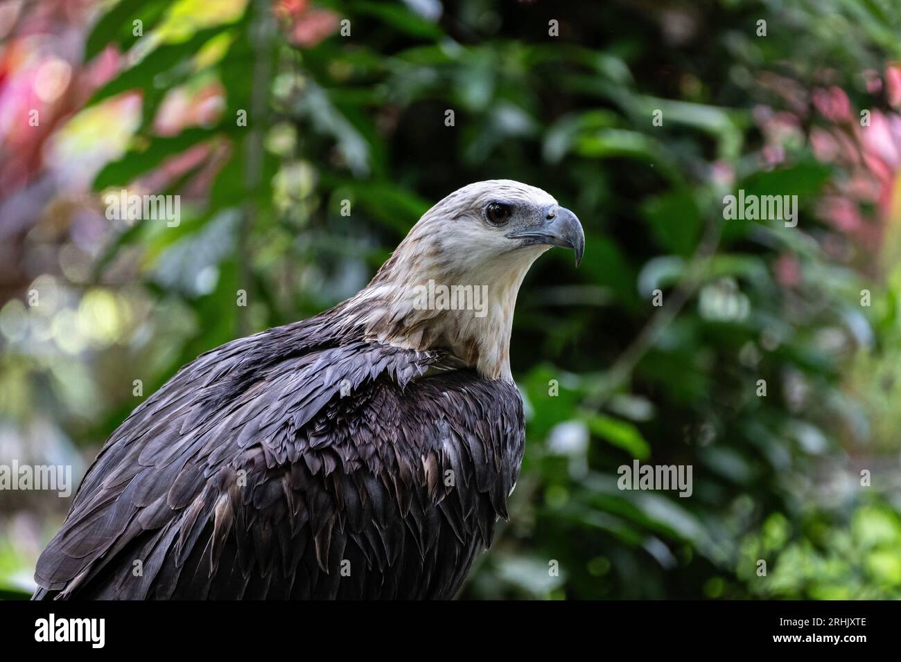 Animal, Davao, Philippines Stock Photo - Alamy