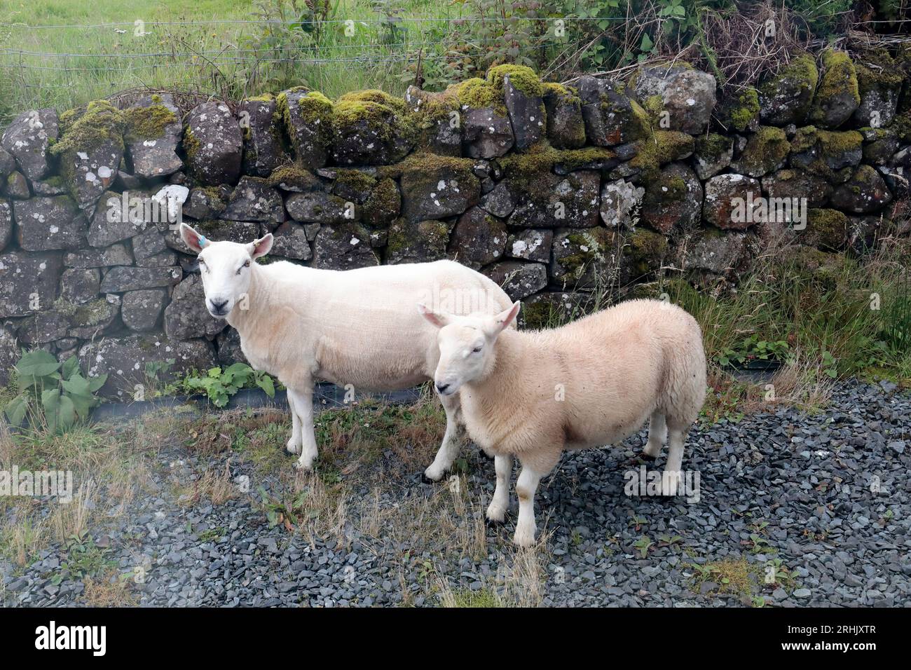 Next to garden wall hi-res stock photography and images - Alamy