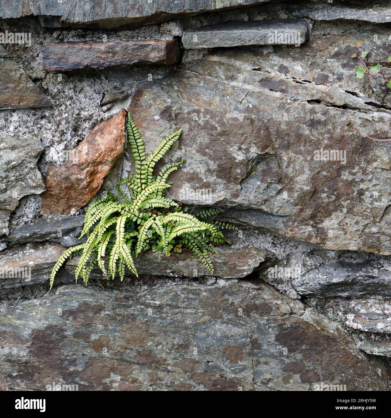 A fern growing in a stone wall Stock Photo - Alamy