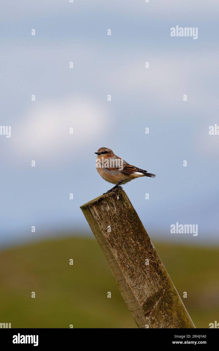 Wheatear scotland hi-res stock photography and images - Alamy