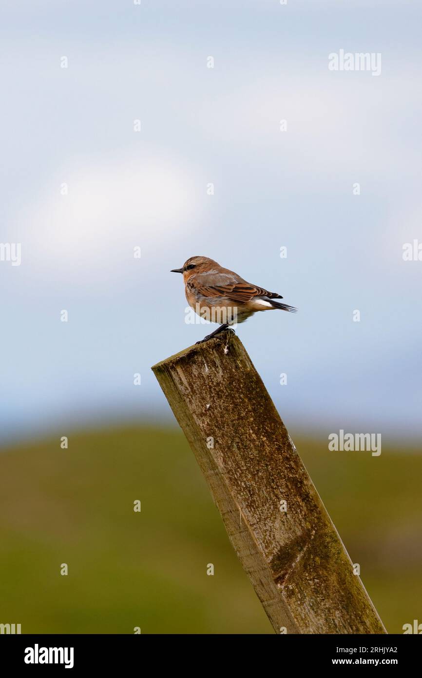 Wheatear scotland hi-res stock photography and images - Alamy