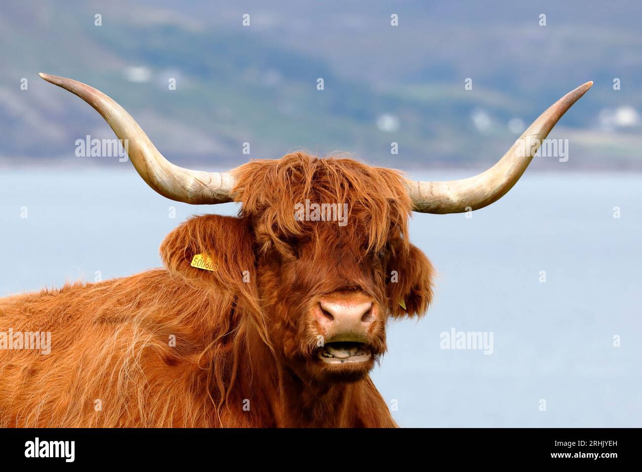 Cow with large horns hi-res stock photography and images - Alamy
