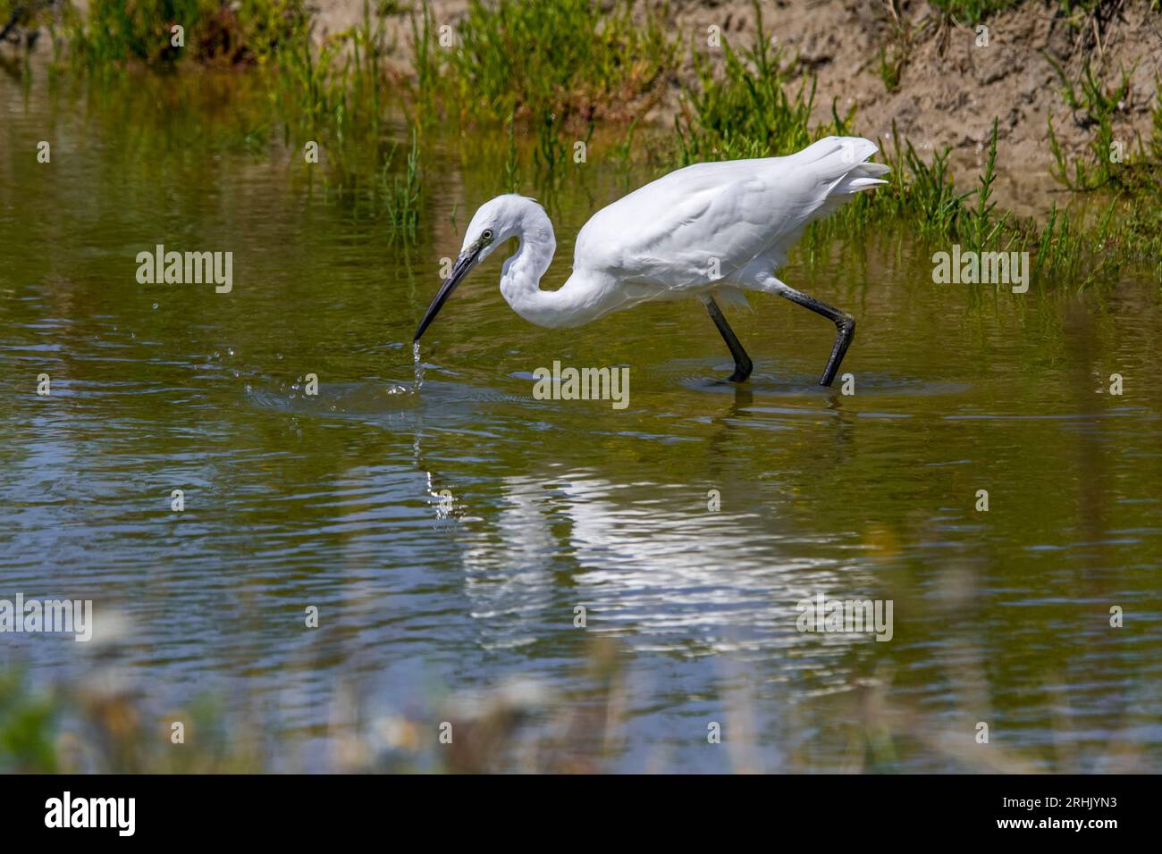 Little egret (Egretta garzetta) juvenile fishing in shallow water of ...