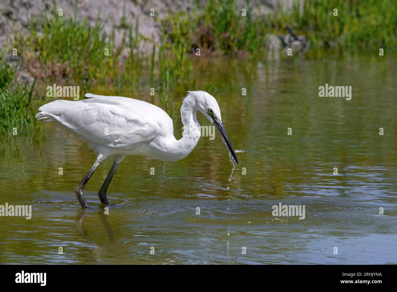 Little egret (Egretta garzetta) juvenile catching fish in shallow water ...