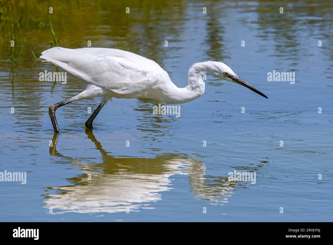 Little egret (Egretta garzetta) juvenile catching fish in shallow water ...