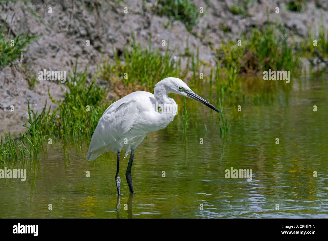 Little egret (Egretta garzetta) juvenile fishing in shallow water of ...