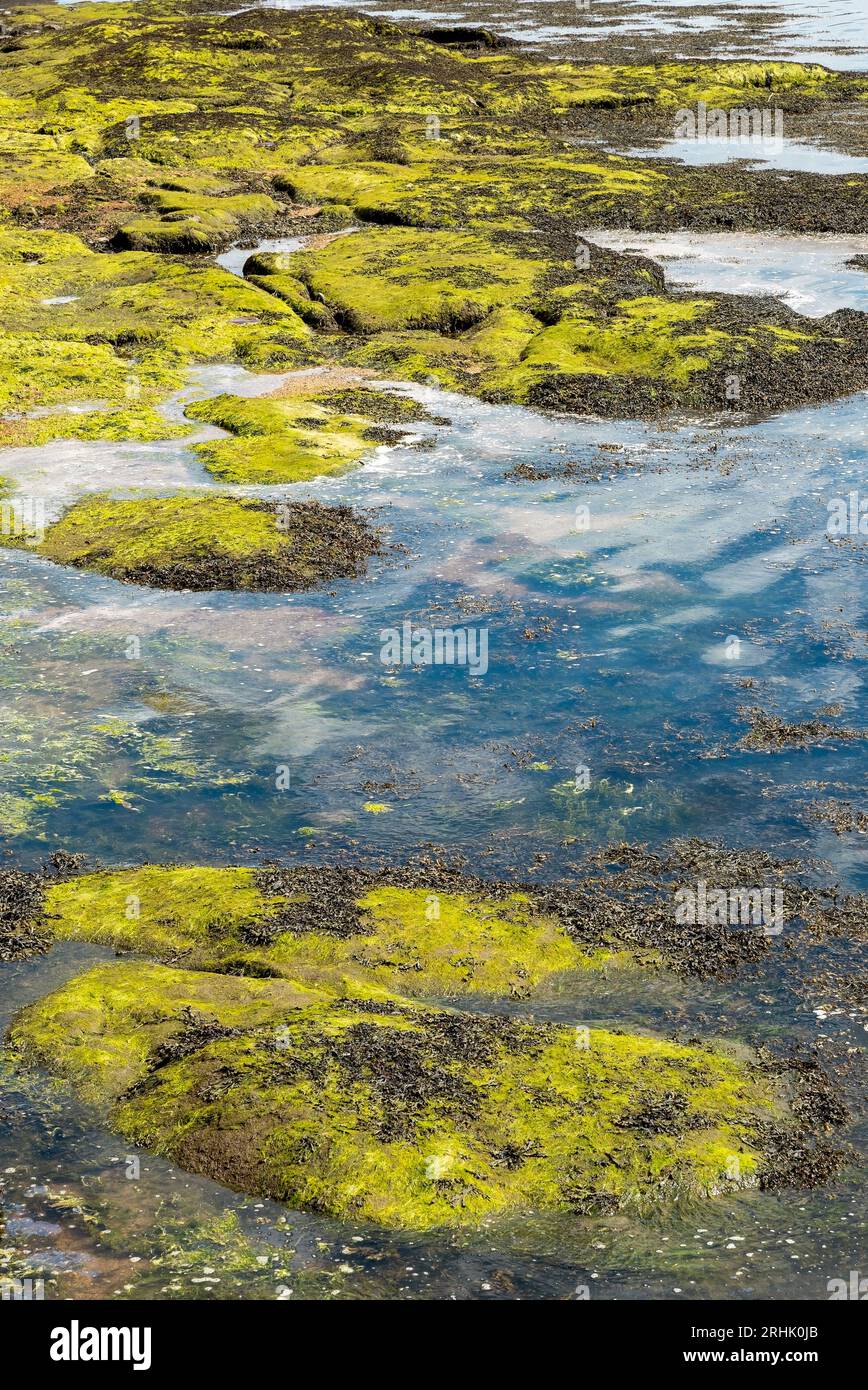 Moss growing on rocks near the water at Limekilns, Fife, Scotland, UK ...