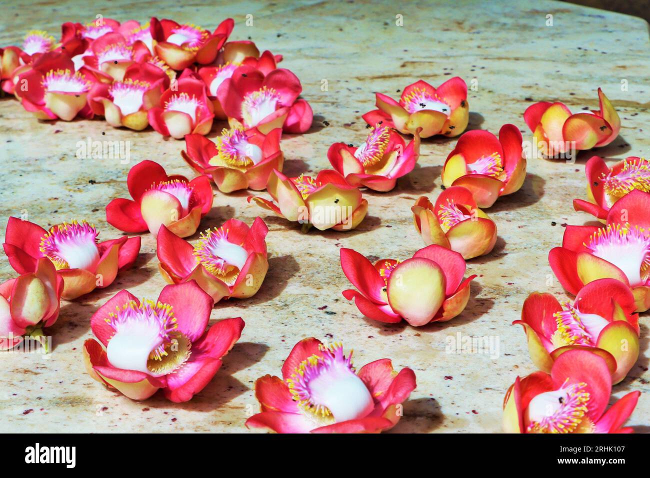 feel the Beauty of Sri Lanka's beautiful Flower of sal mala (sal flowers Stock Photo - Alamy