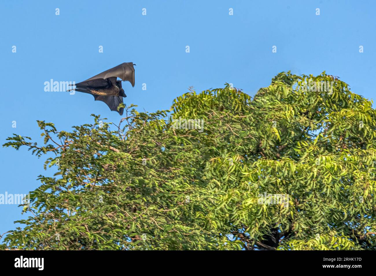 Flying eyeball hi-res stock photography and images - Alamy