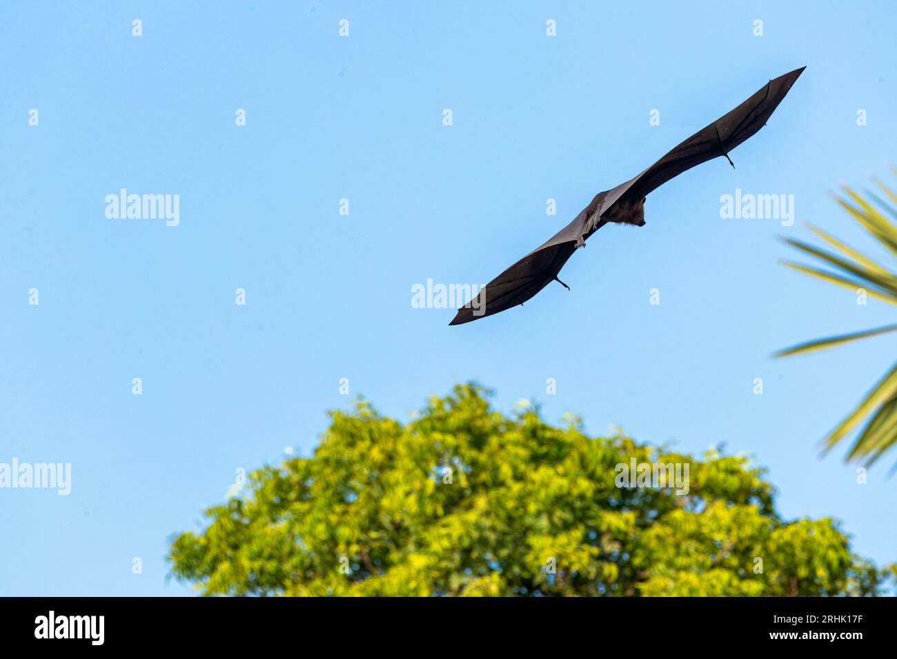 A Bat flying with horizontal wings Stock Photo - Alamy