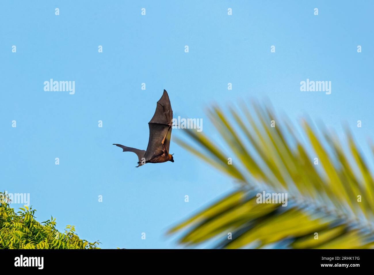 Flying eyeball hi-res stock photography and images - Alamy