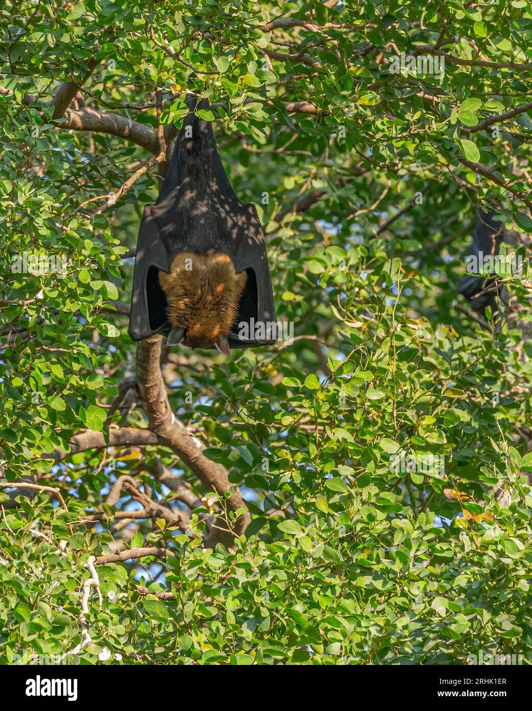 Backward flying hi-res stock photography and images - Alamy