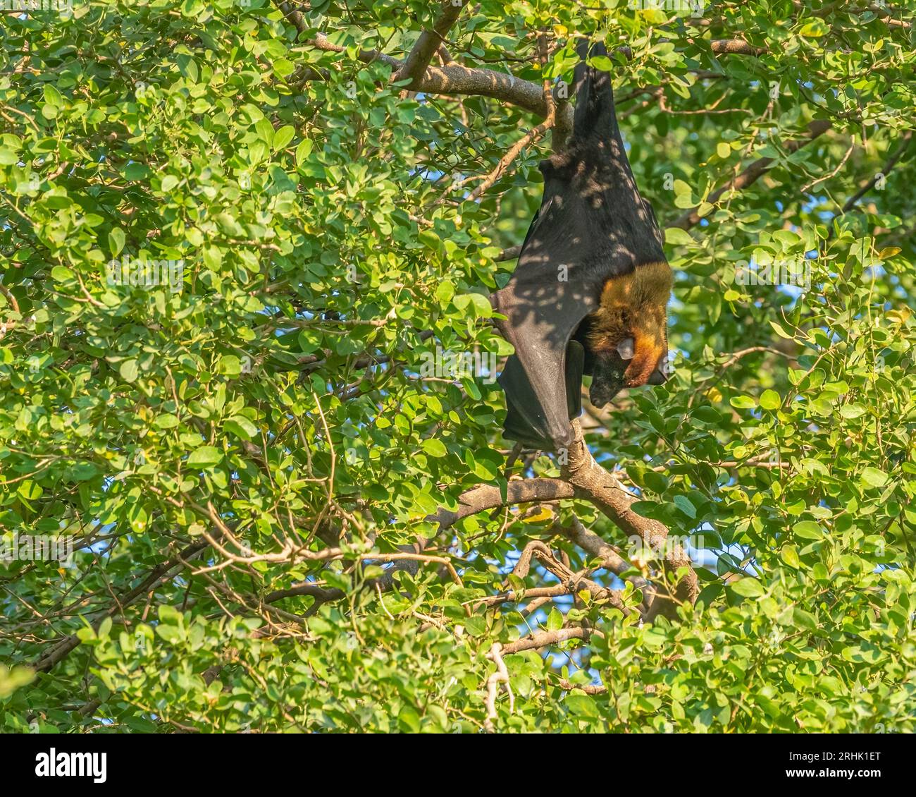 Sound sleep hi-res stock photography and images - Alamy