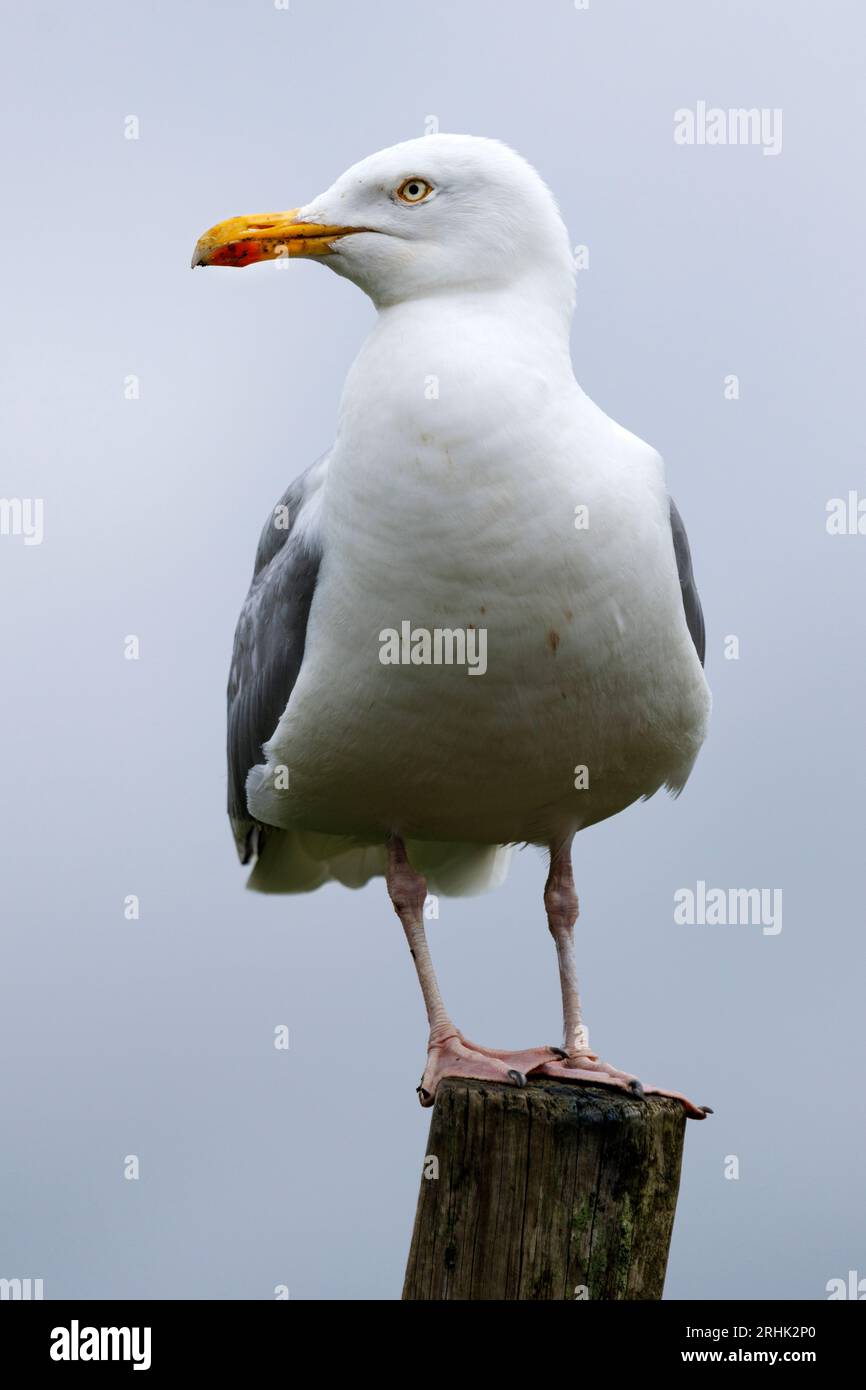 Seagull feet hi-res stock photography and images - Alamy