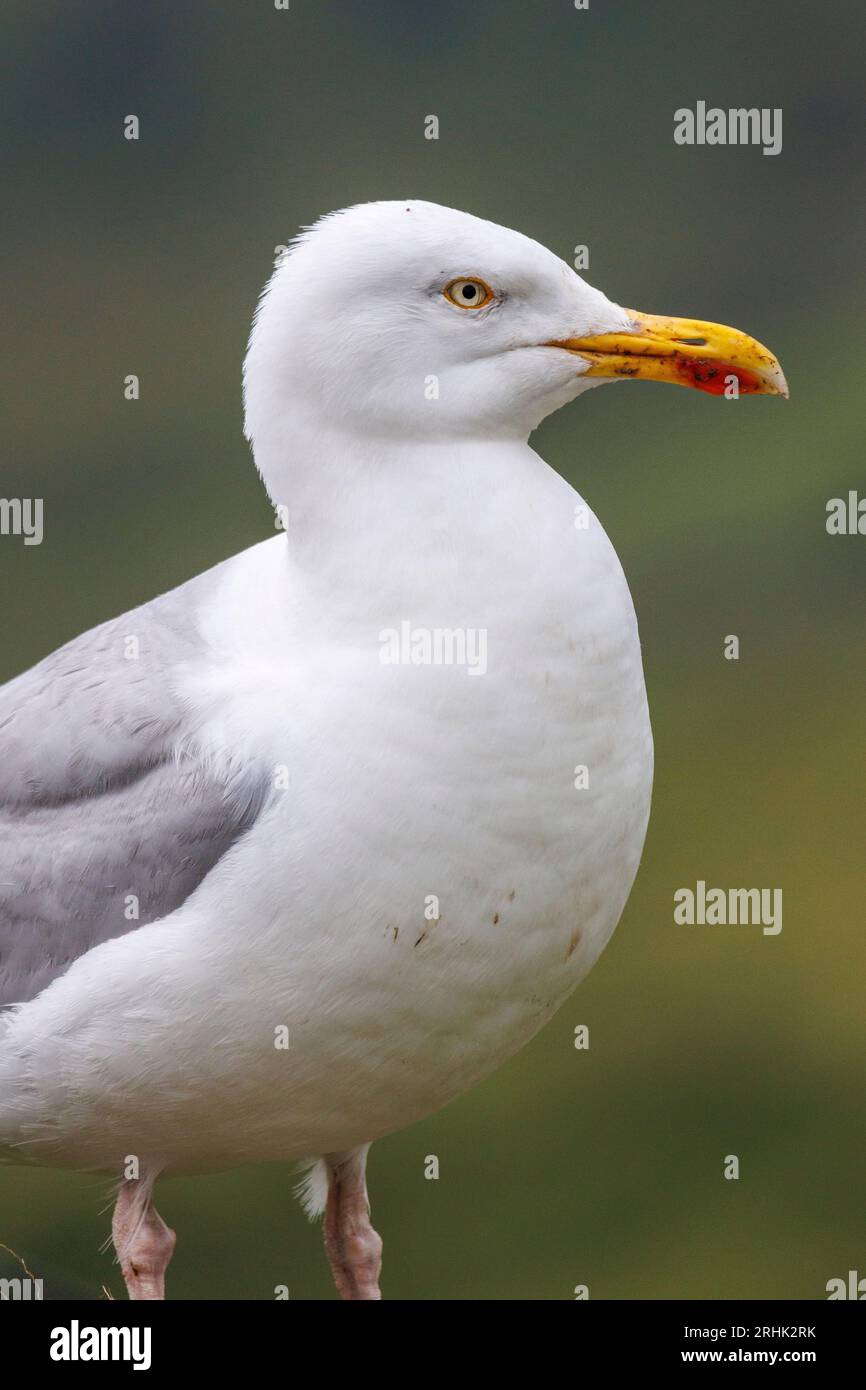Seagull feet hi-res stock photography and images - Alamy