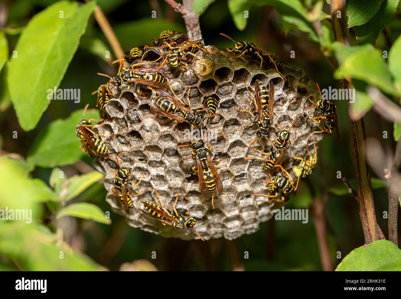 Wasp nest among branches with insects on hexagonal cells for larvae ...