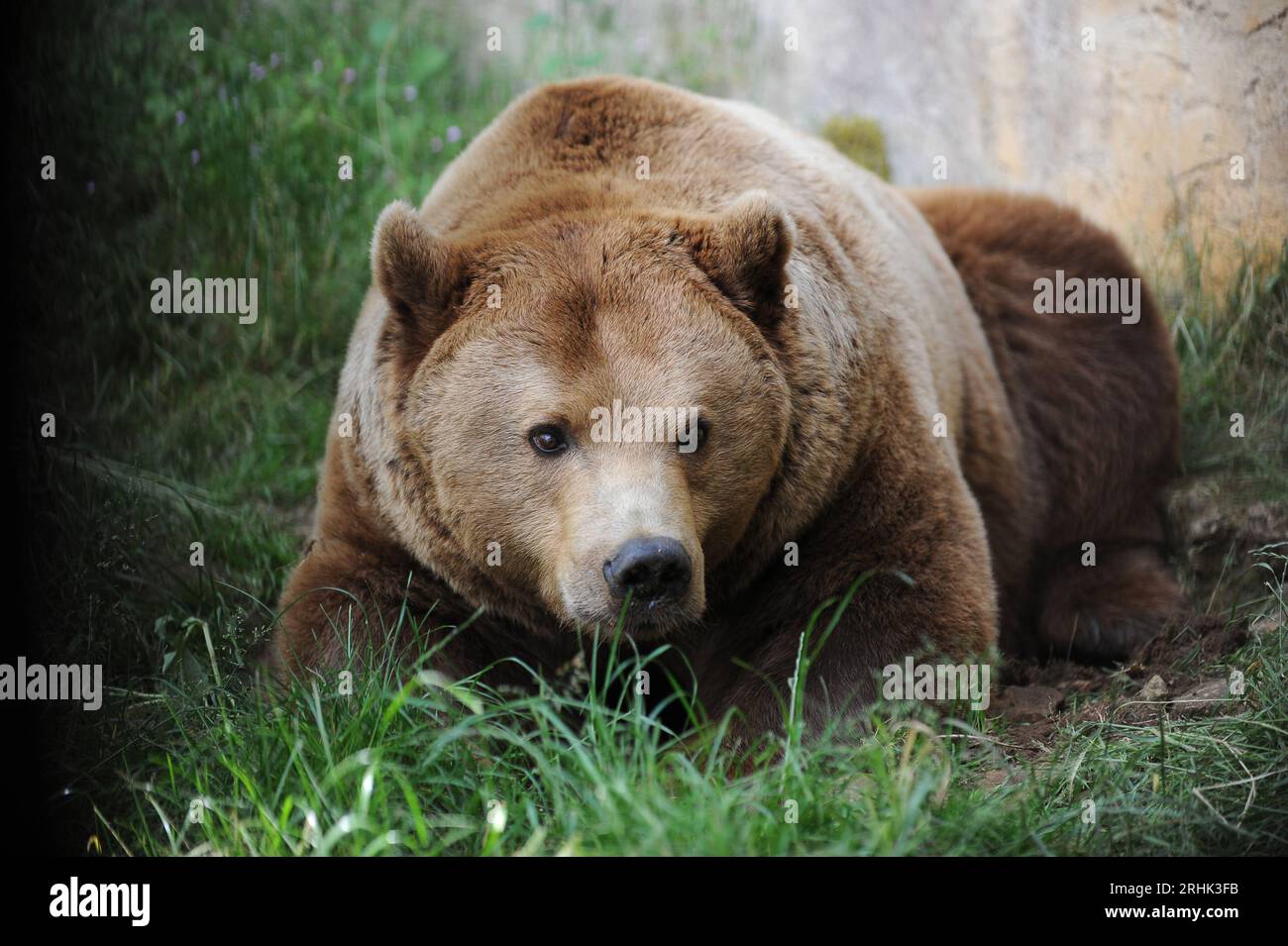 Captive Brown Bear at Site du Regourdou Dordogne France Stock Photo - Alamy