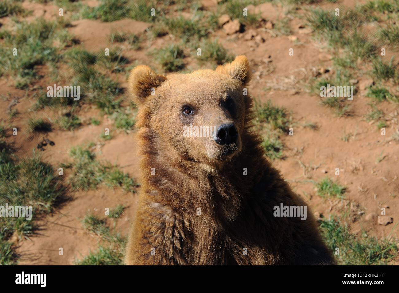 Brown bear in captivity France Stock Photo - Alamy