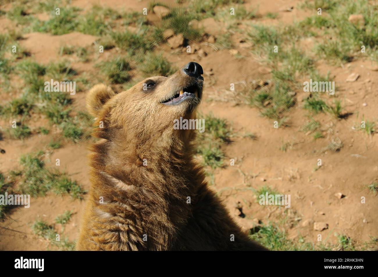 Brown bear in captivity France Stock Photo - Alamy