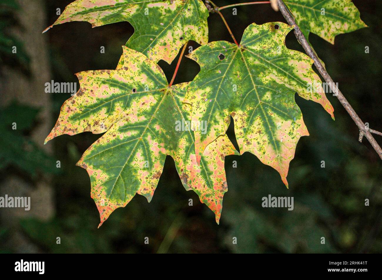 cluster of maple leaves turning color Stock Photo - Alamy