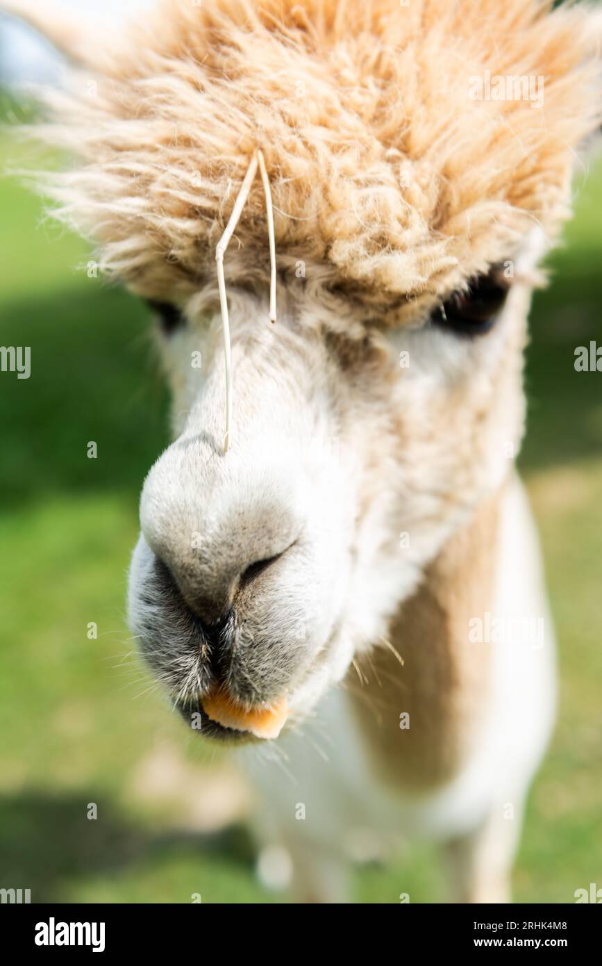 Alpaca funny face close up portrait, with funny hair cut in outdoor ...