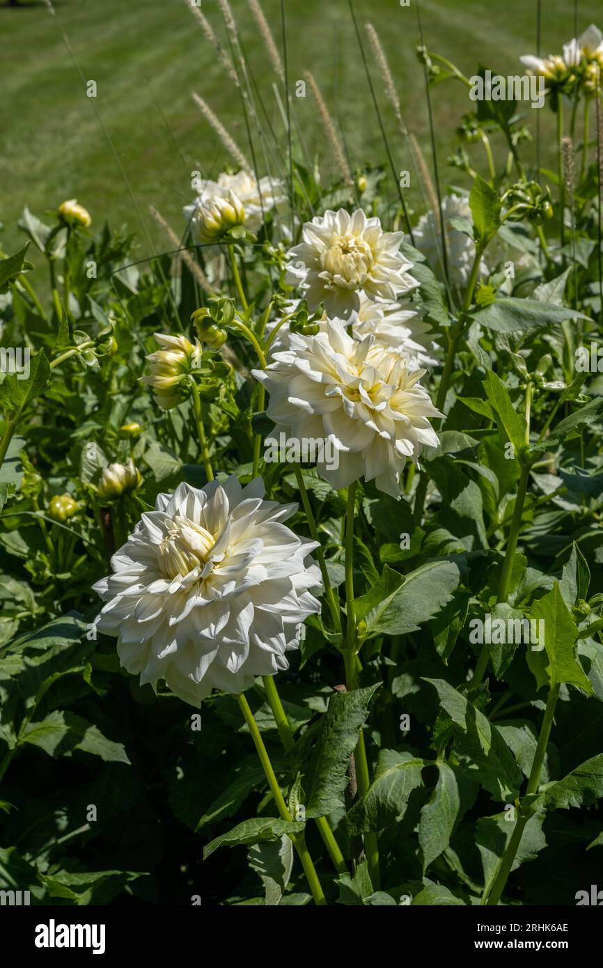 Dahlia white alvas hi-res stock photography and images - Alamy