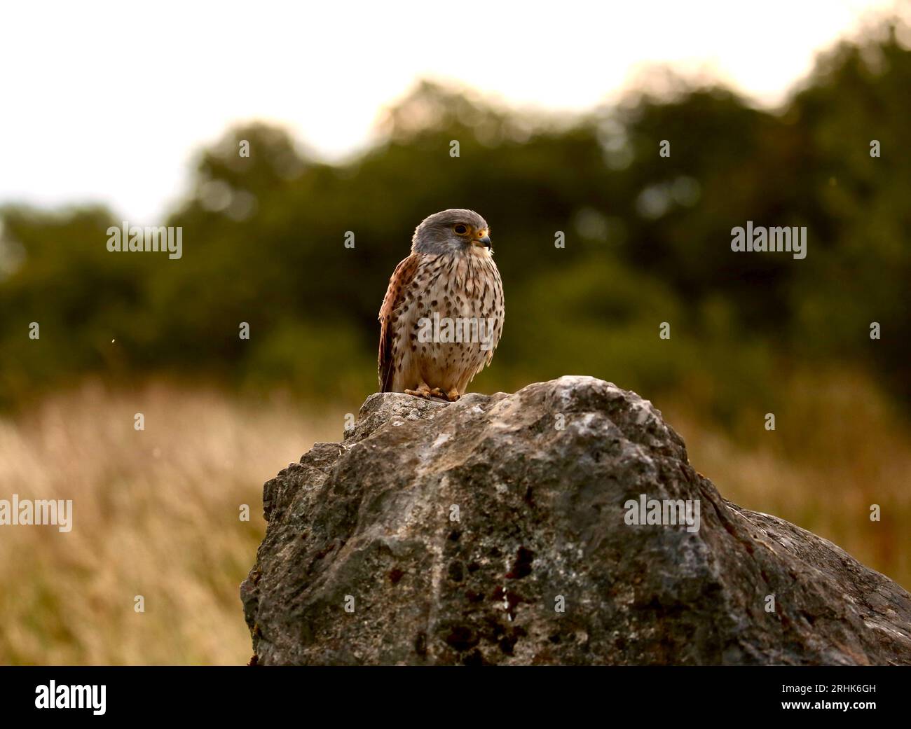 Male kestrel hi-res stock photography and images - Alamy