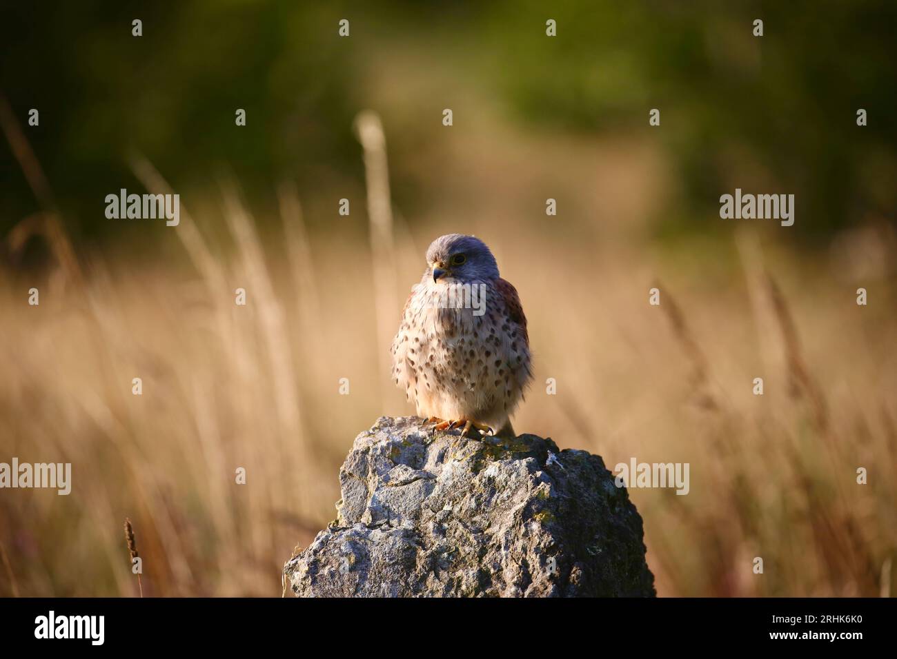 Male kestrel hi-res stock photography and images - Alamy
