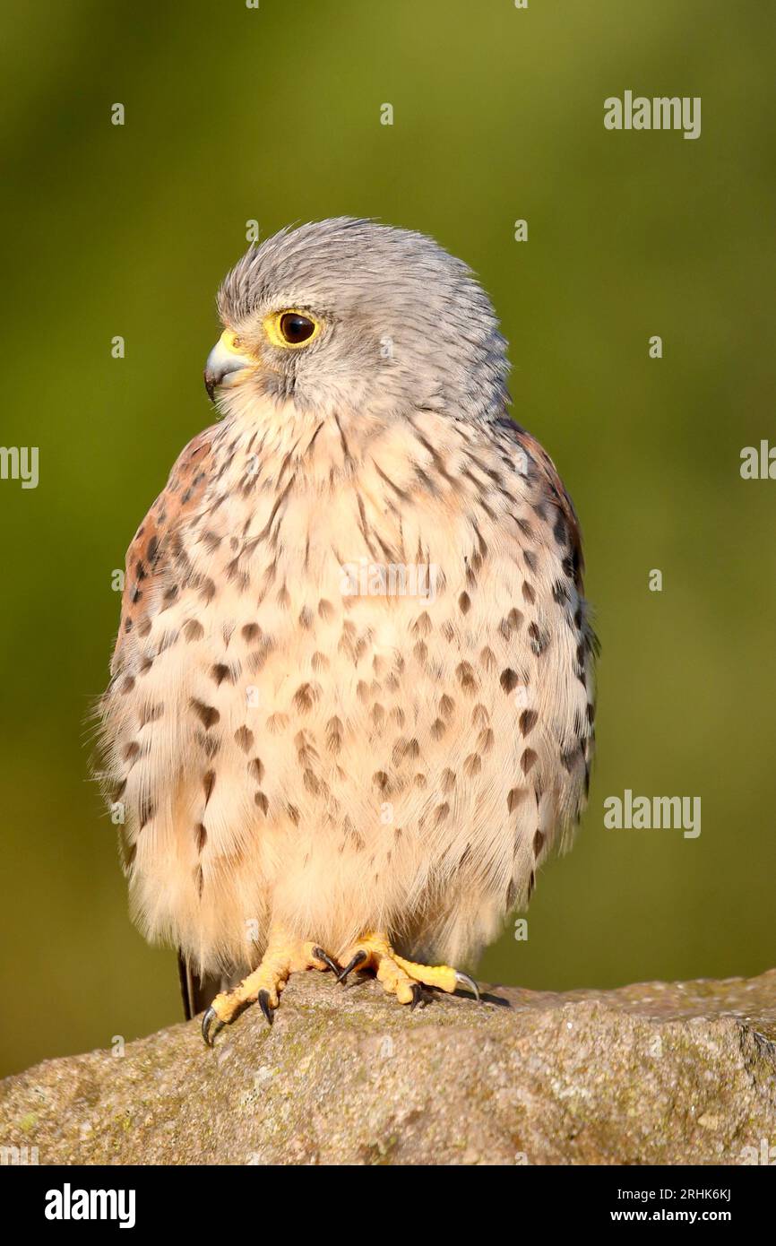 Male kestrel hi-res stock photography and images - Alamy