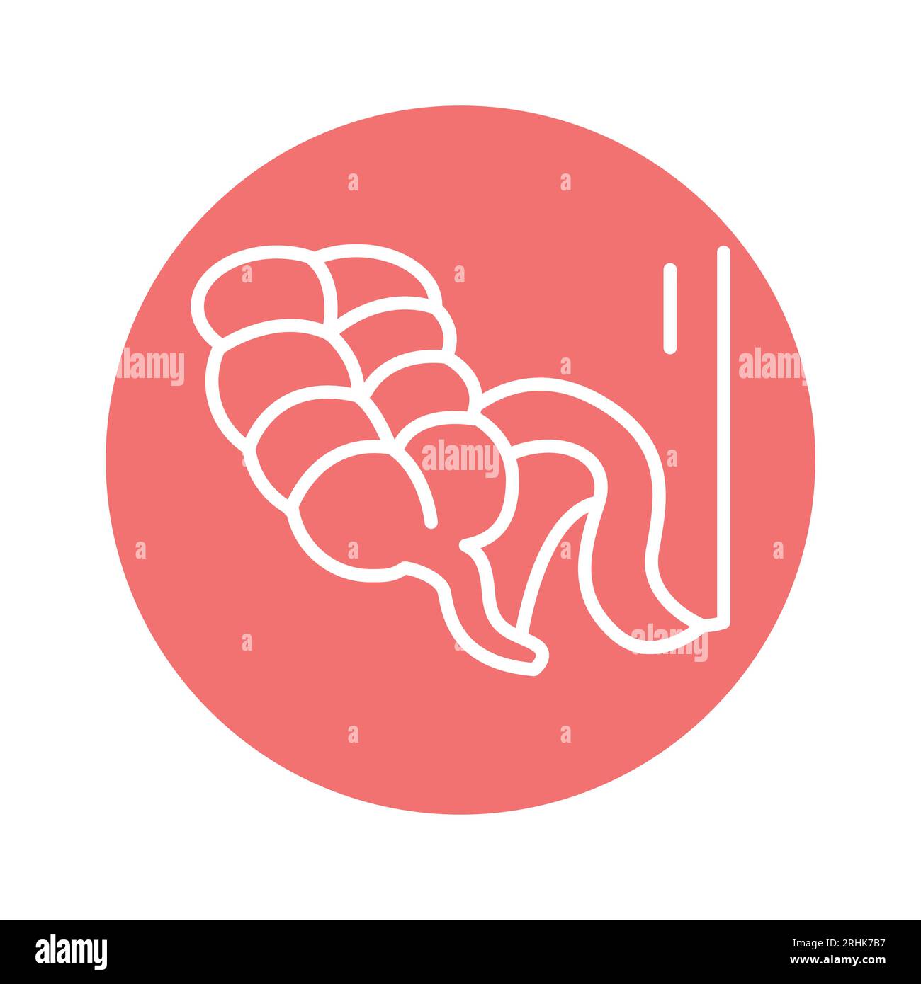 Human organ appendix color line icon. Isolated vector element. Outline ...