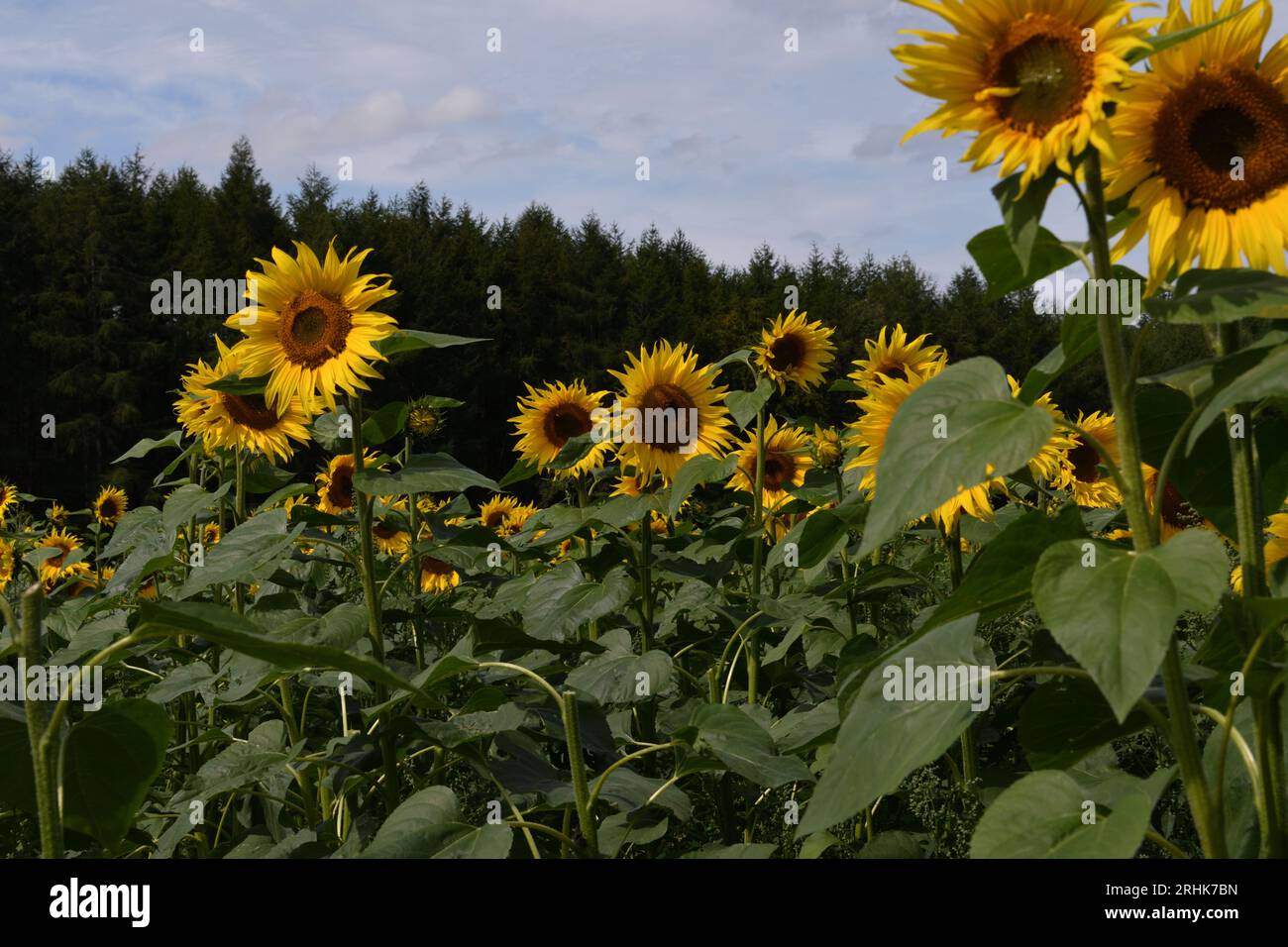 Sunflowers Helianthus uk Stock Photo - Alamy