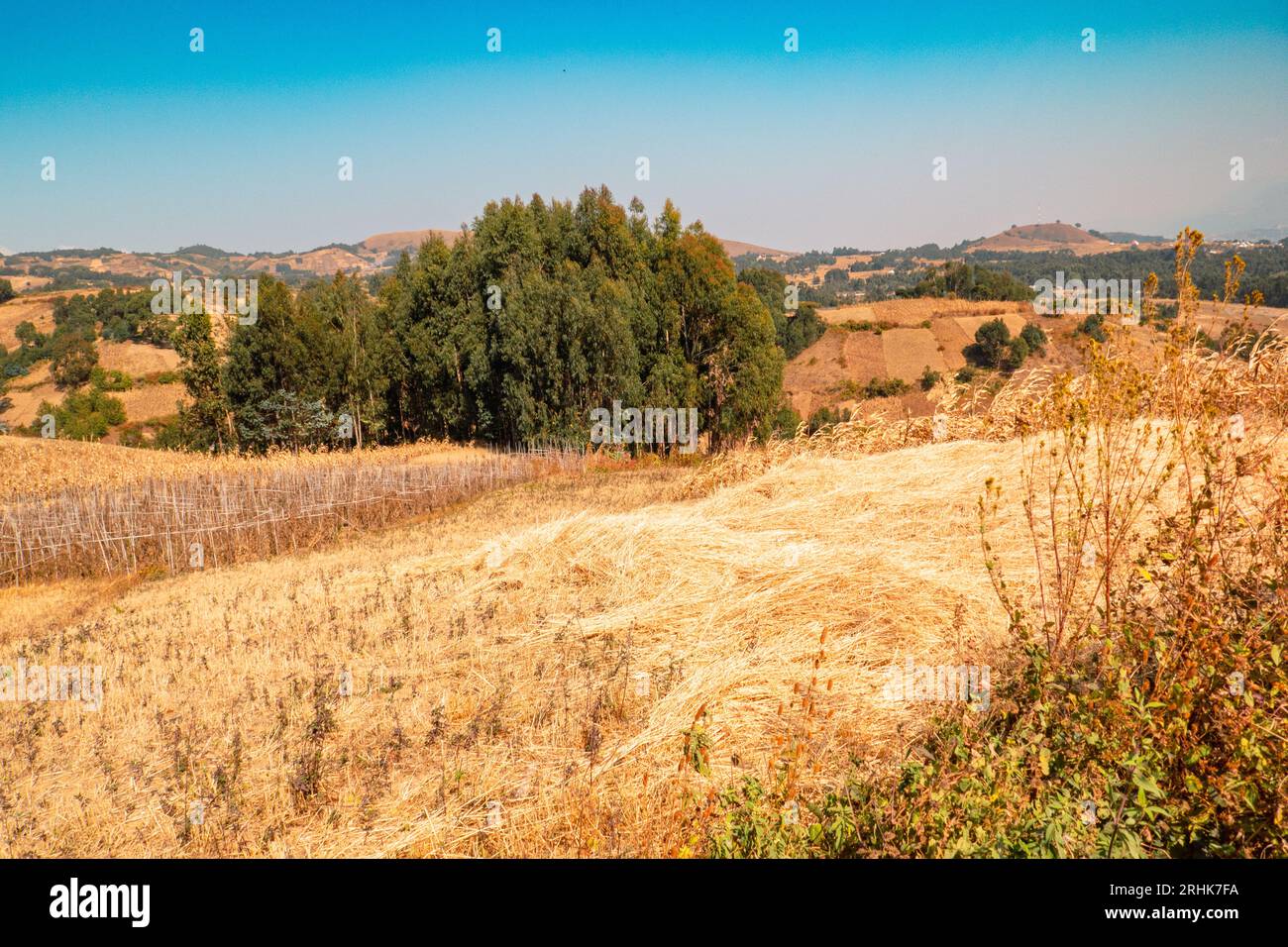 African landscape with acacia trees and maize plantation farms in ...