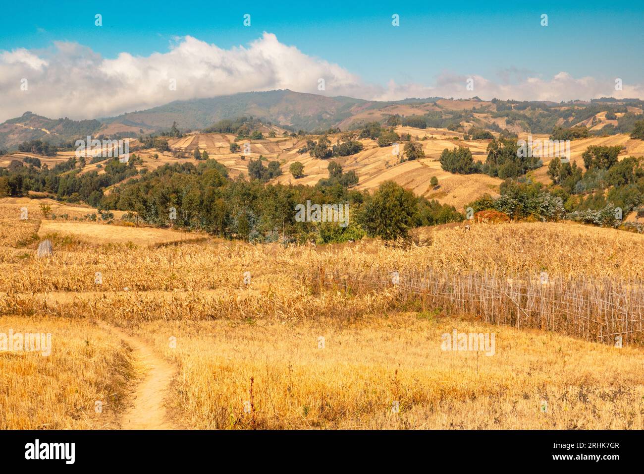 African landscape with acacia trees and maize plantation farms in ...