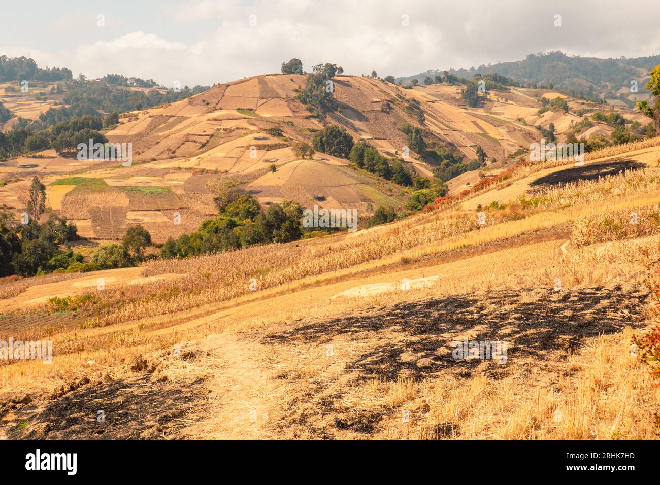 African landscape with acacia trees and maize plantation farms in ...